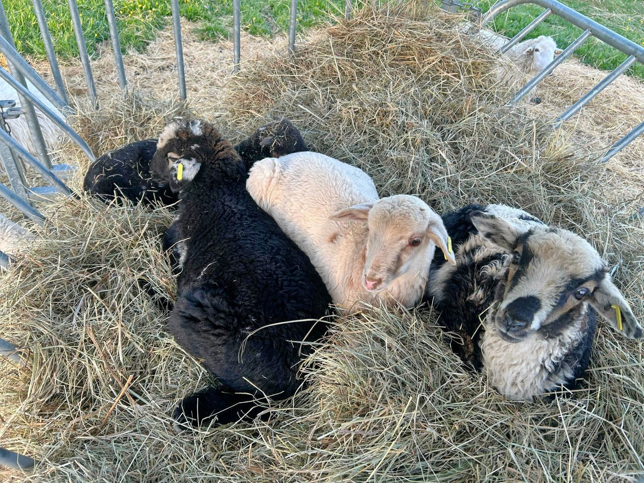Alle drei BTV3-Impfstoffe im Zulassungsverfahren