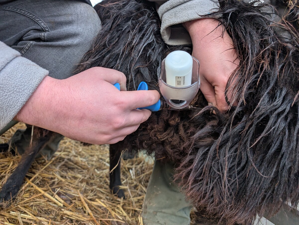 BLUEVAC-3 und Syvazul BTV 3 jetzt zugelassen