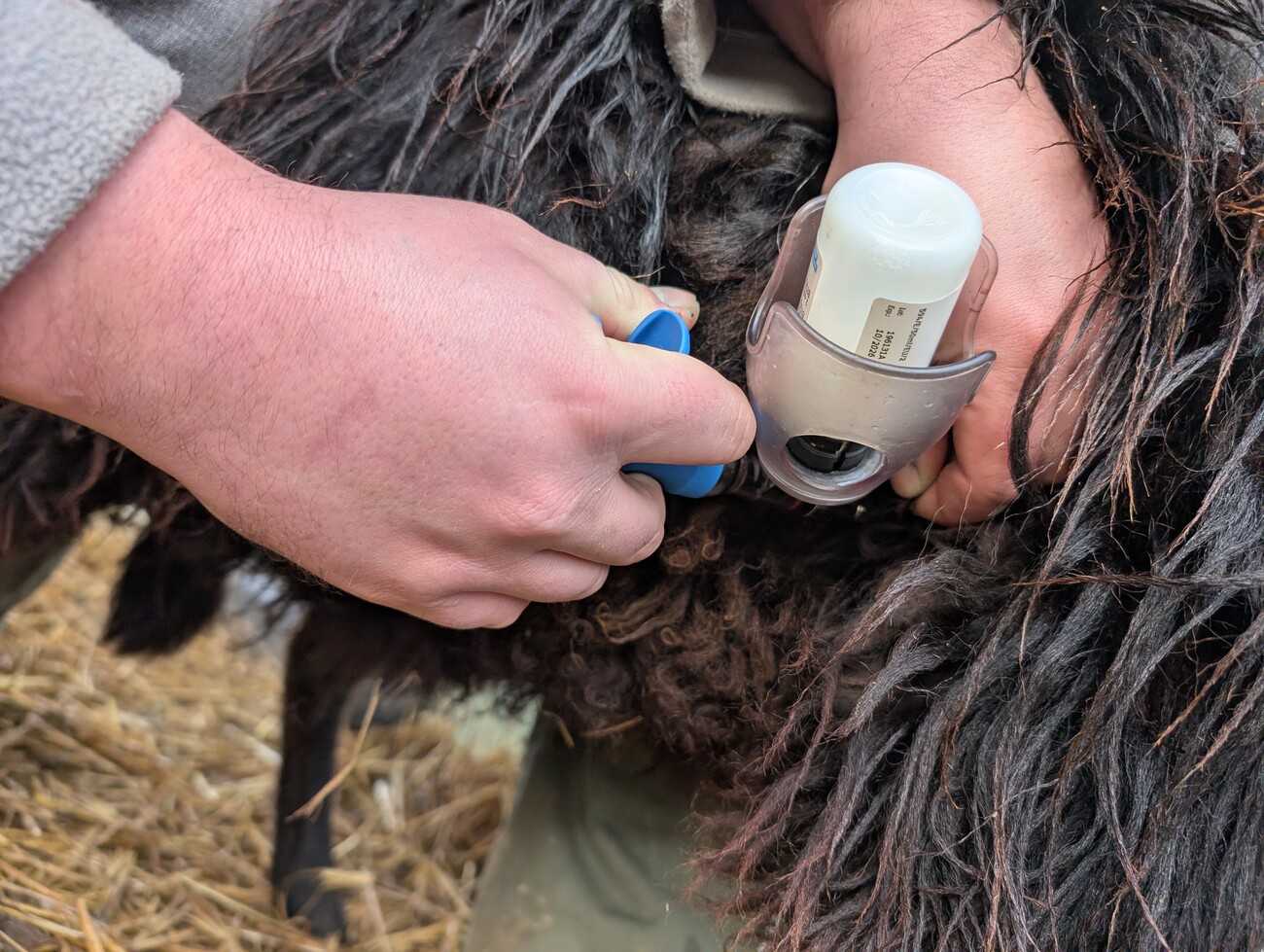 Alle drei BTV3-Impfstoffe im Zulassungsverfahren