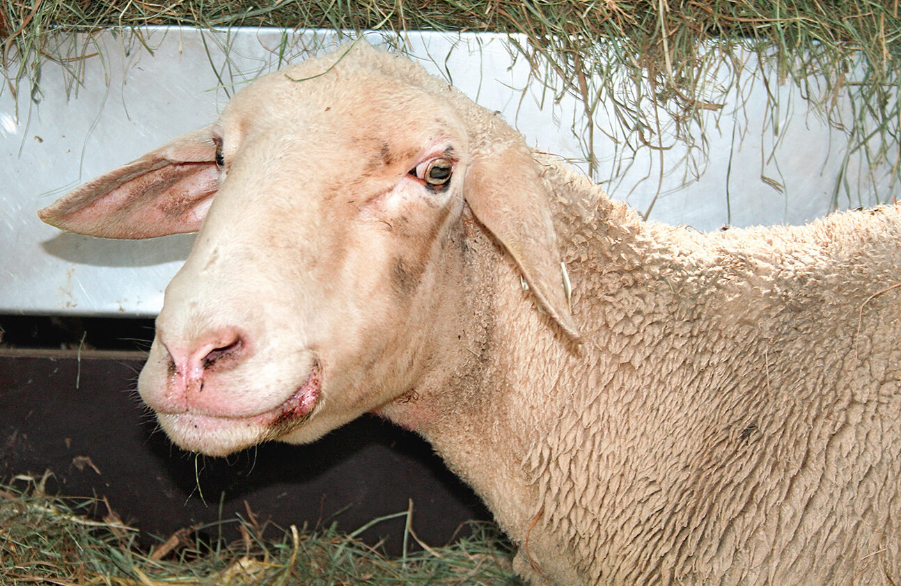 Alle drei BTV3-Impfstoffe im Zulassungsverfahren